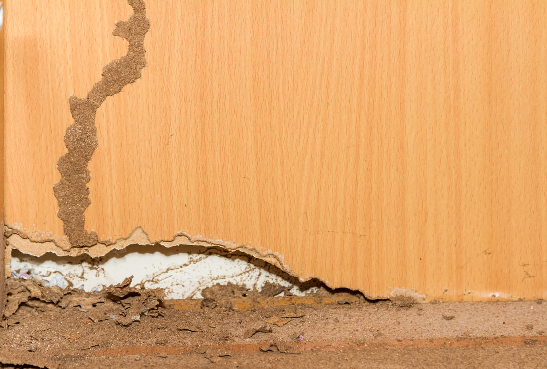 Is It Too Late For Termite Control?