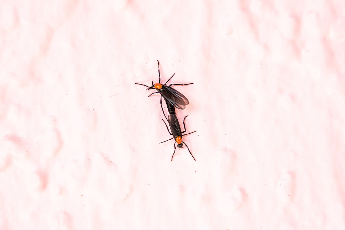 Simple Pest Control Solutions For Lovebugs