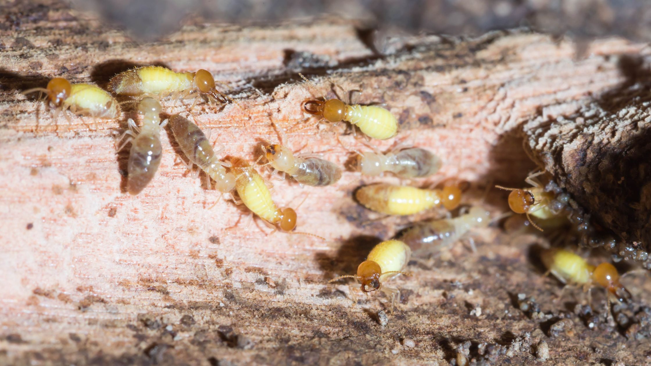 Termites: 5 Facts You Need to Know