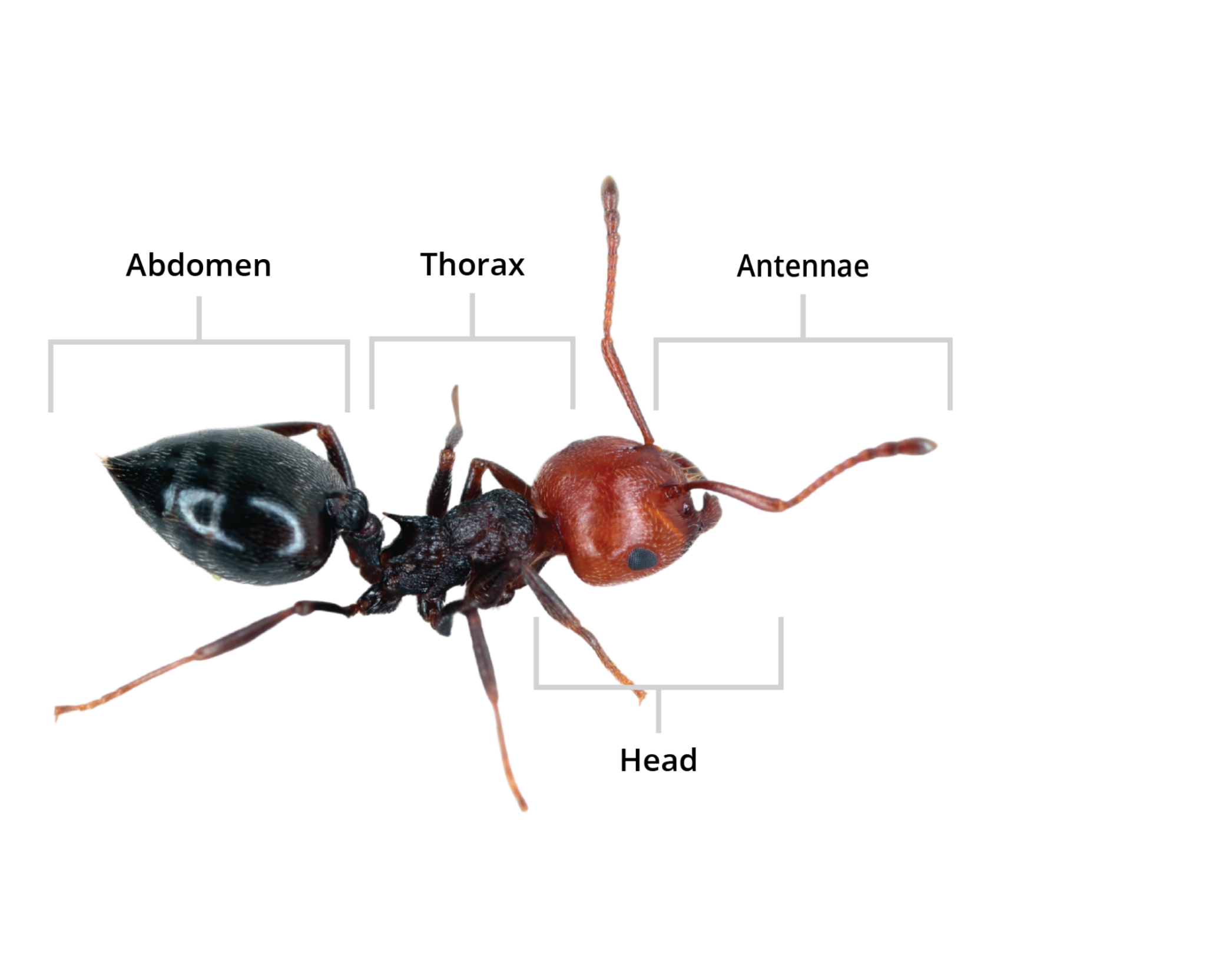 Holder Treats Acrobat Ants Before They Damage Your Home