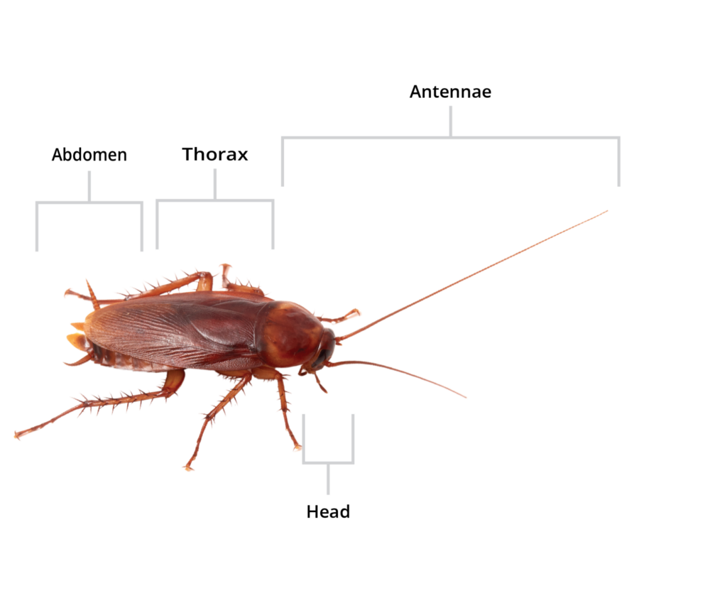 Volusia’s American Roach & Palmetto Bug Experts