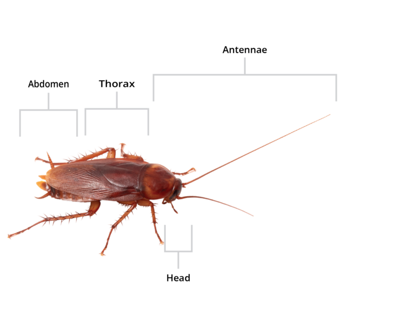 Volusia’s American Roach & Palmetto Bug Experts