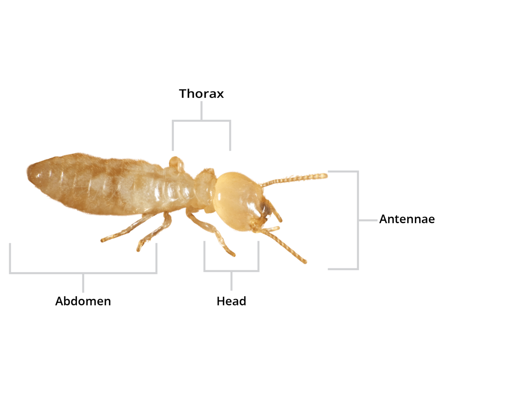 Subterranean Termite Control To Protect Local Homes
