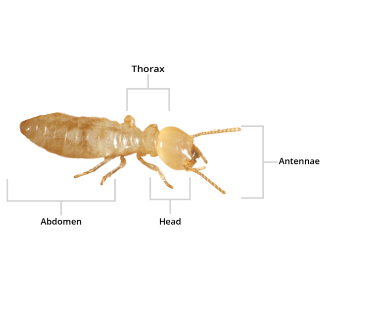 Subterranean Termite Control To Protect Local Homes