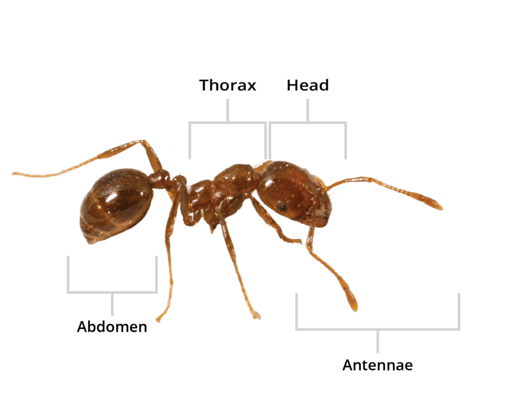 We’re Volusia County’s Top Fire Ant Exterminators
