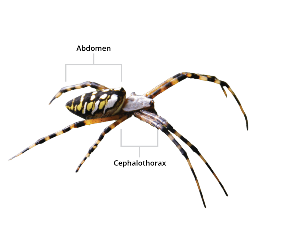 Keep Orb Weaver Spiders Away From Your Home