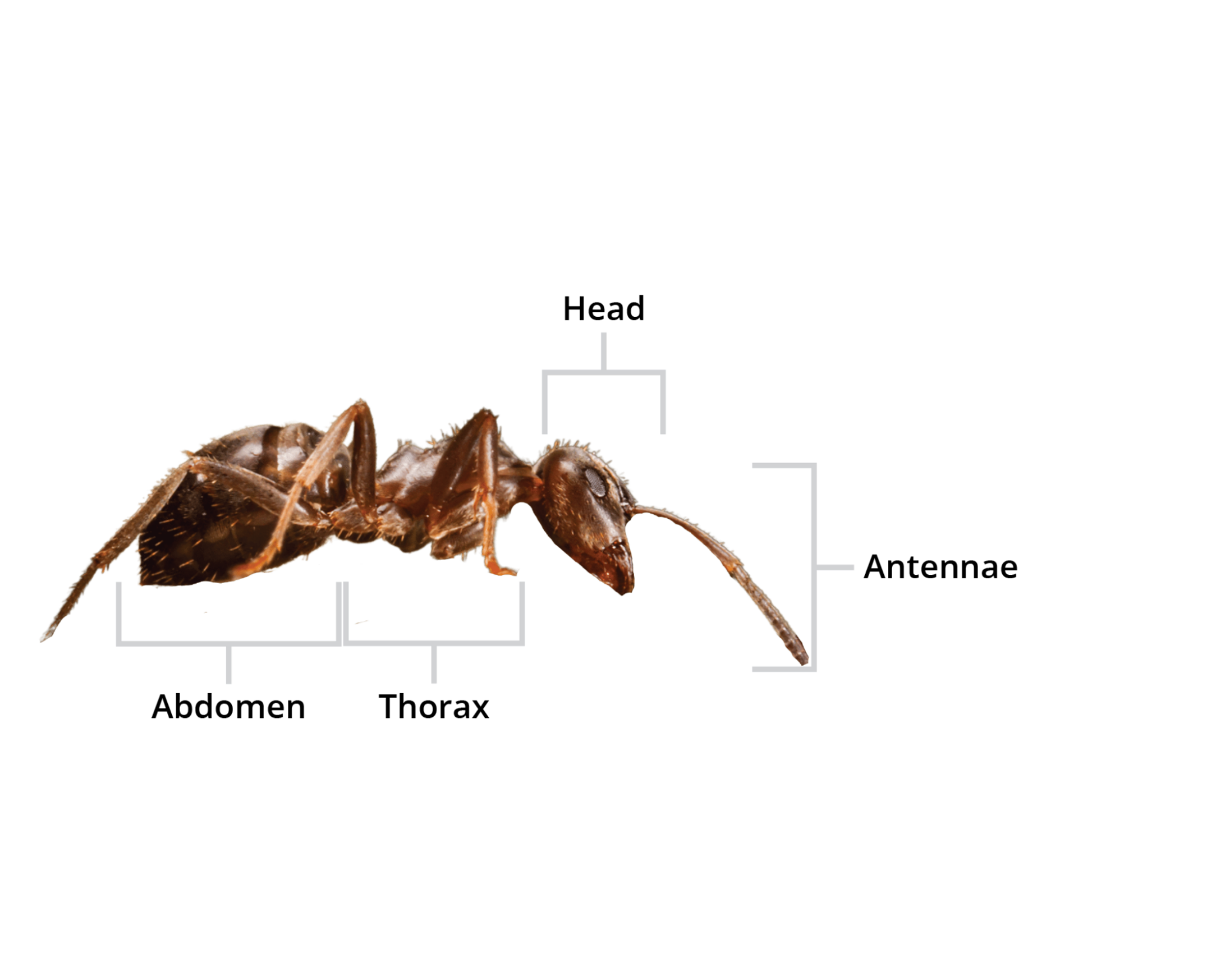 Call Holder Pest Control When You See Pharaoh Ants